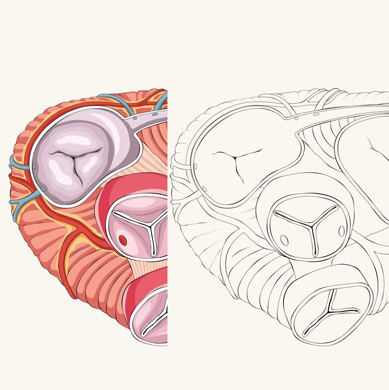 Great Vessels and Valvular Plane of the Human Heart. Heart Valves ...