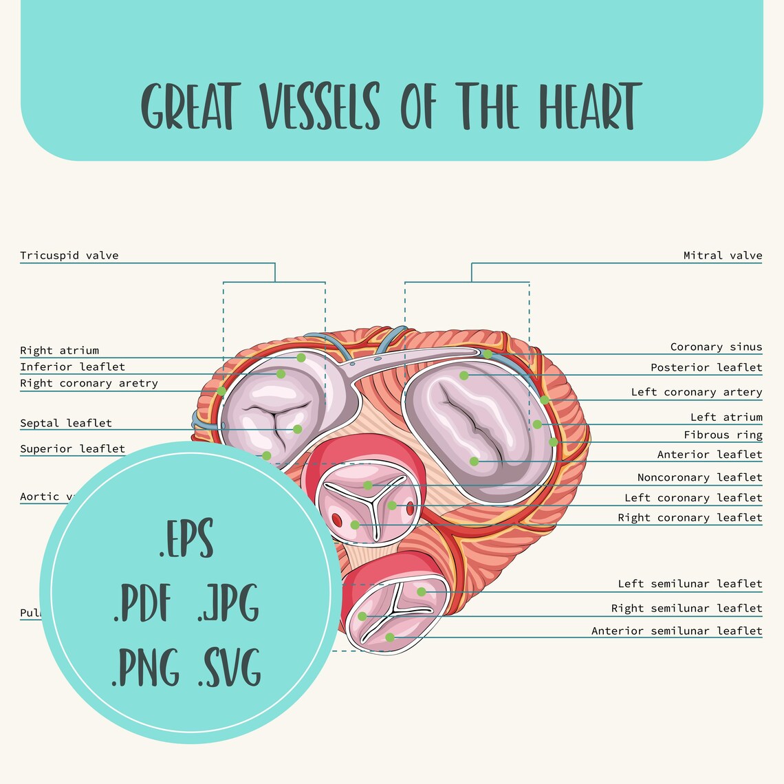 Heart Valves Anatomy Illustration, Editable Colors (digital Files) - Etsy