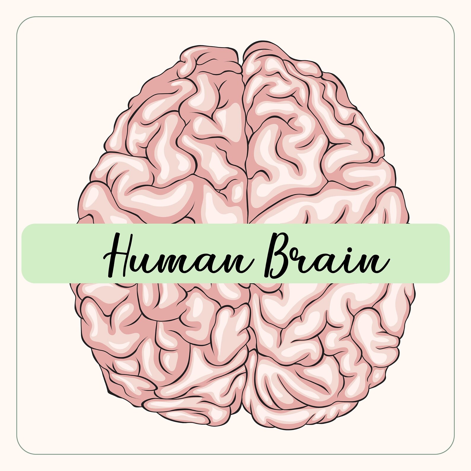 Printable Human Brain Anatomy .svg .png .eps - Etsy