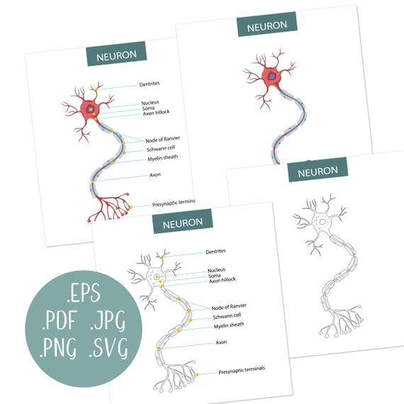 Neuron Clipart Labeled