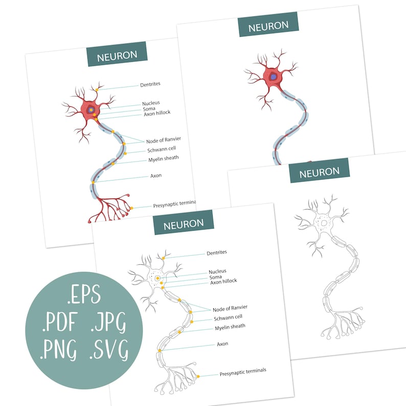 Printable Neuron Anatomy Clipart, Medical Graphic (svg, Png, Eps, Pdf ...