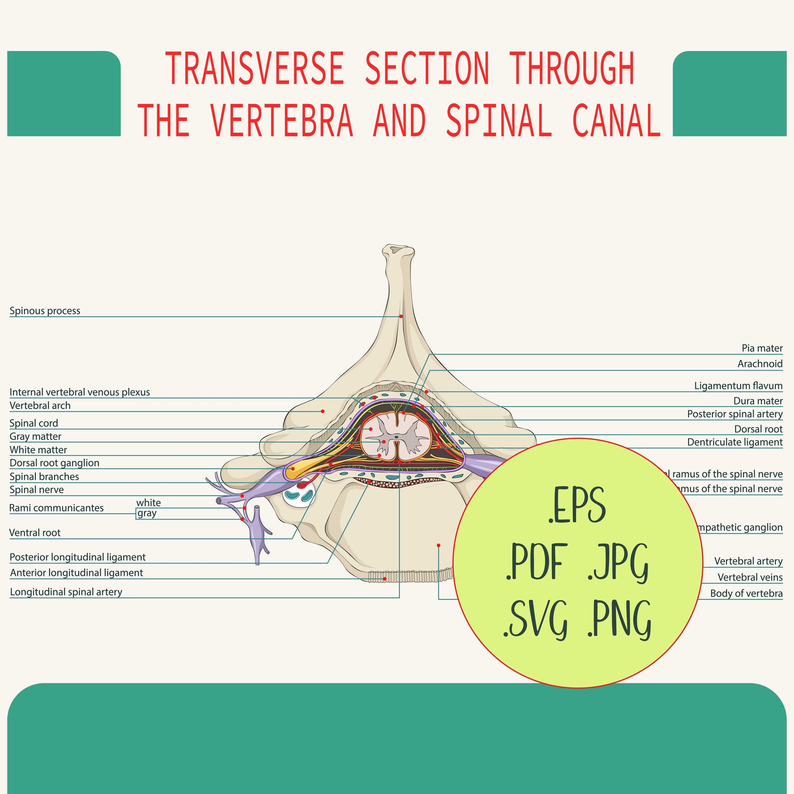 Vertebra and Spinal Canal. Eps, Pdf, Svg, Png, Jpg. - Etsy