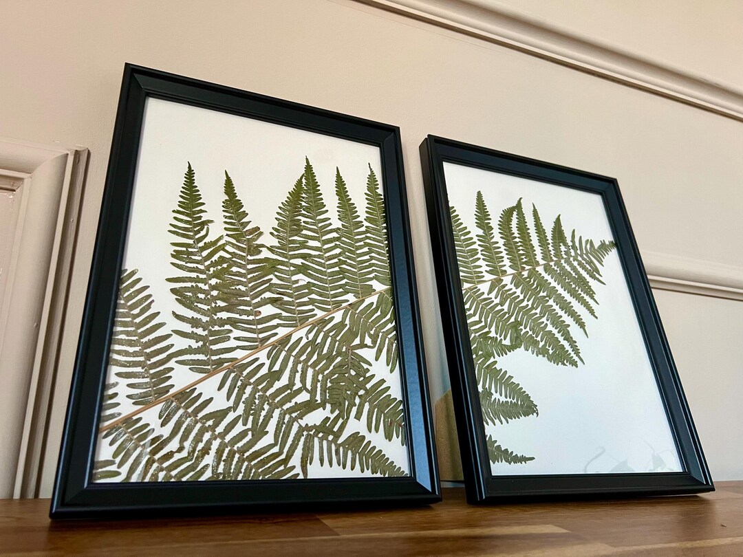 Real Pressed Fern Leaf Wall Art – Pair of 9”x12” Black & White Framed ...