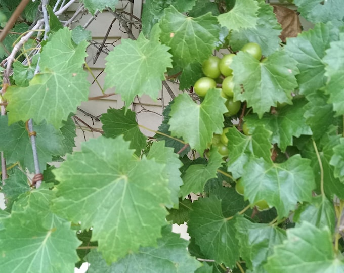 RARE Giant Green Tame Muscadine Grapes very Swee 2 ,10 or 30 SEEDS ...