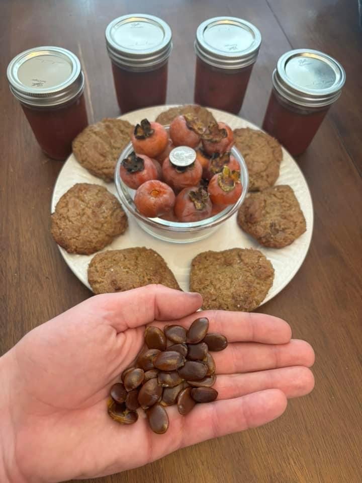 Early Season Native Persimmon Seed - Etsy
