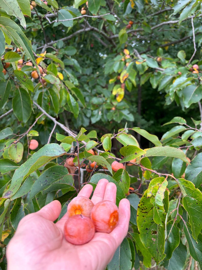 Early Season Native Persimmon Seed - Etsy