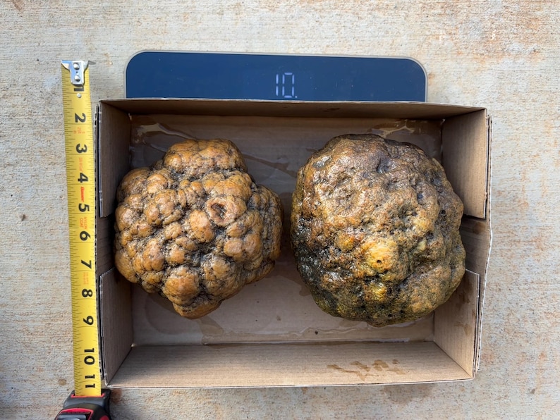 Large Geodes (3-5lbs Each) Raw Quartz Crystal\ Unopened Geodes\ Quartz ...