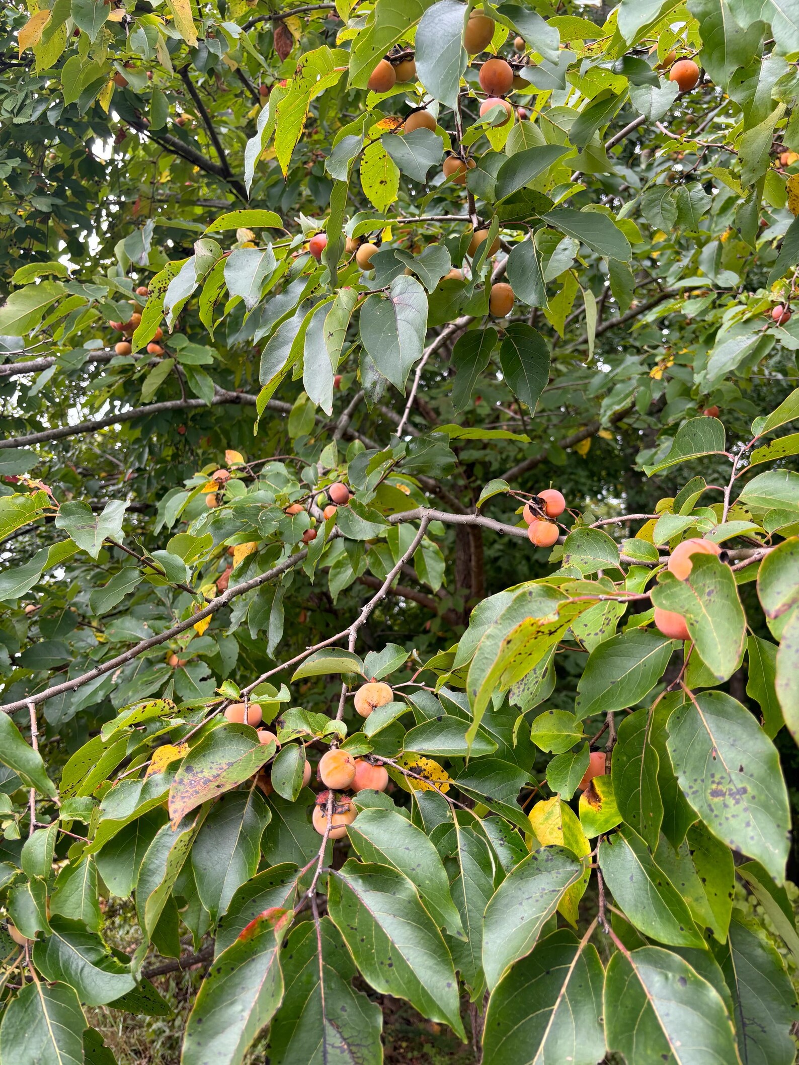 Early Season Native Persimmon Seed - Etsy
