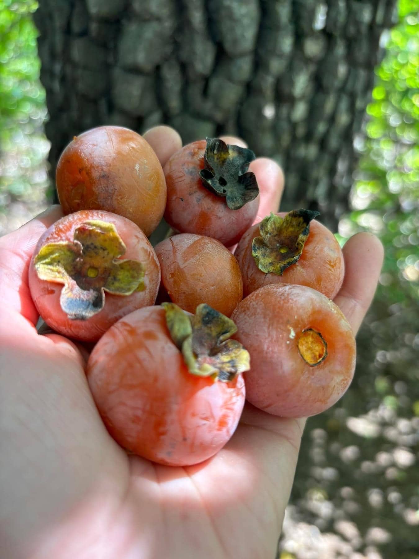 Early Season Native Persimmon Seed - Etsy