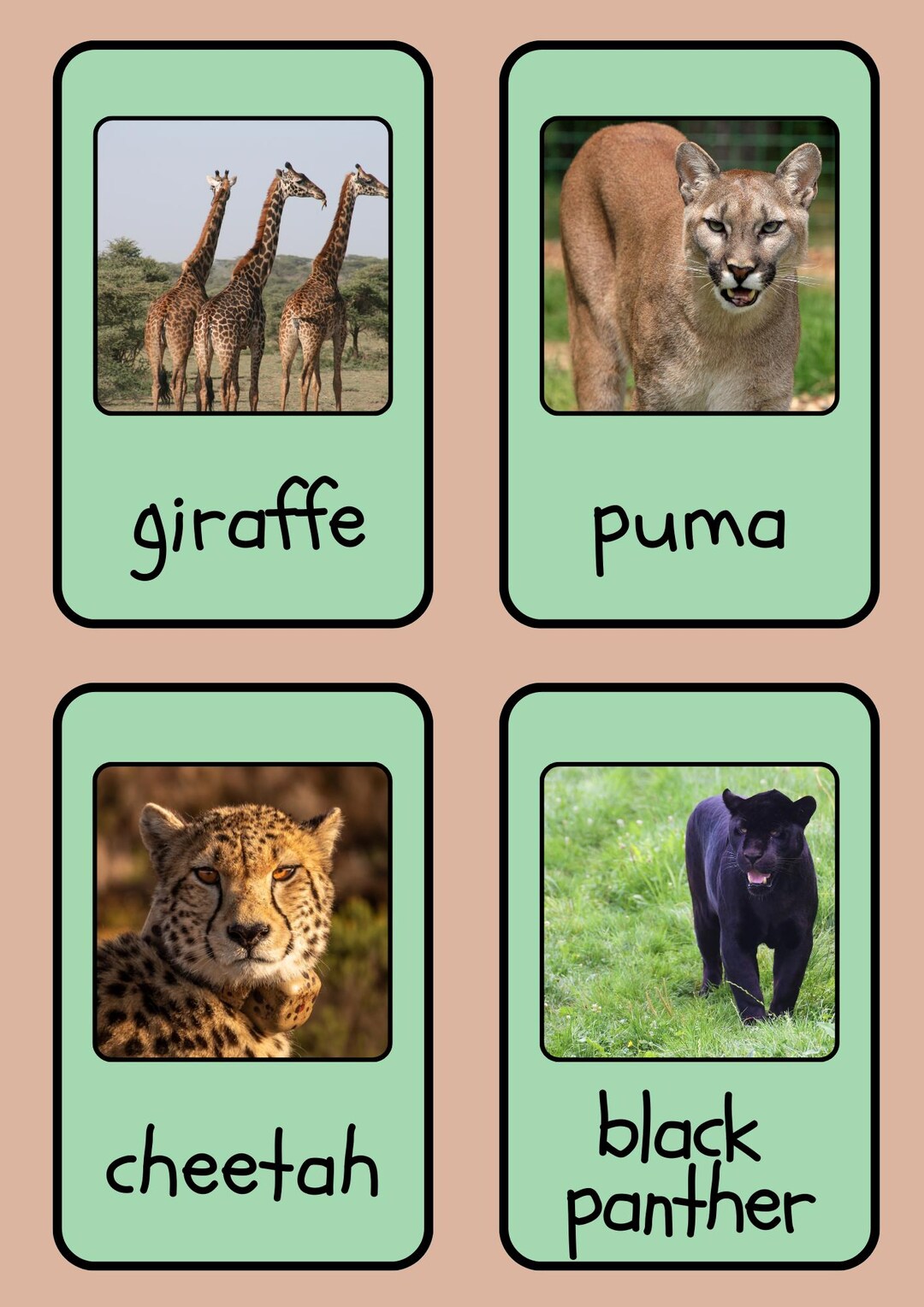 Wild Animals Flashcards - Etsy