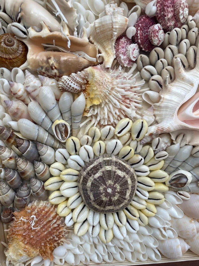 Framed Seashell Wall Mosaic Natural Sea Shells Coastal Nautical Wall ...