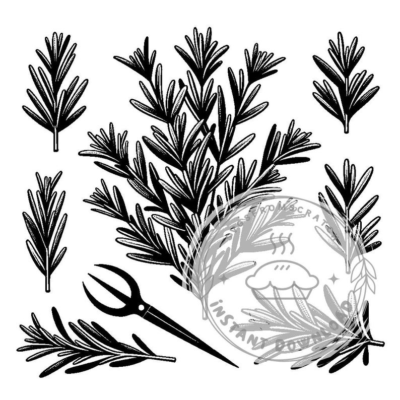Sprigs of Rosemary SVG Bundle - Etsy