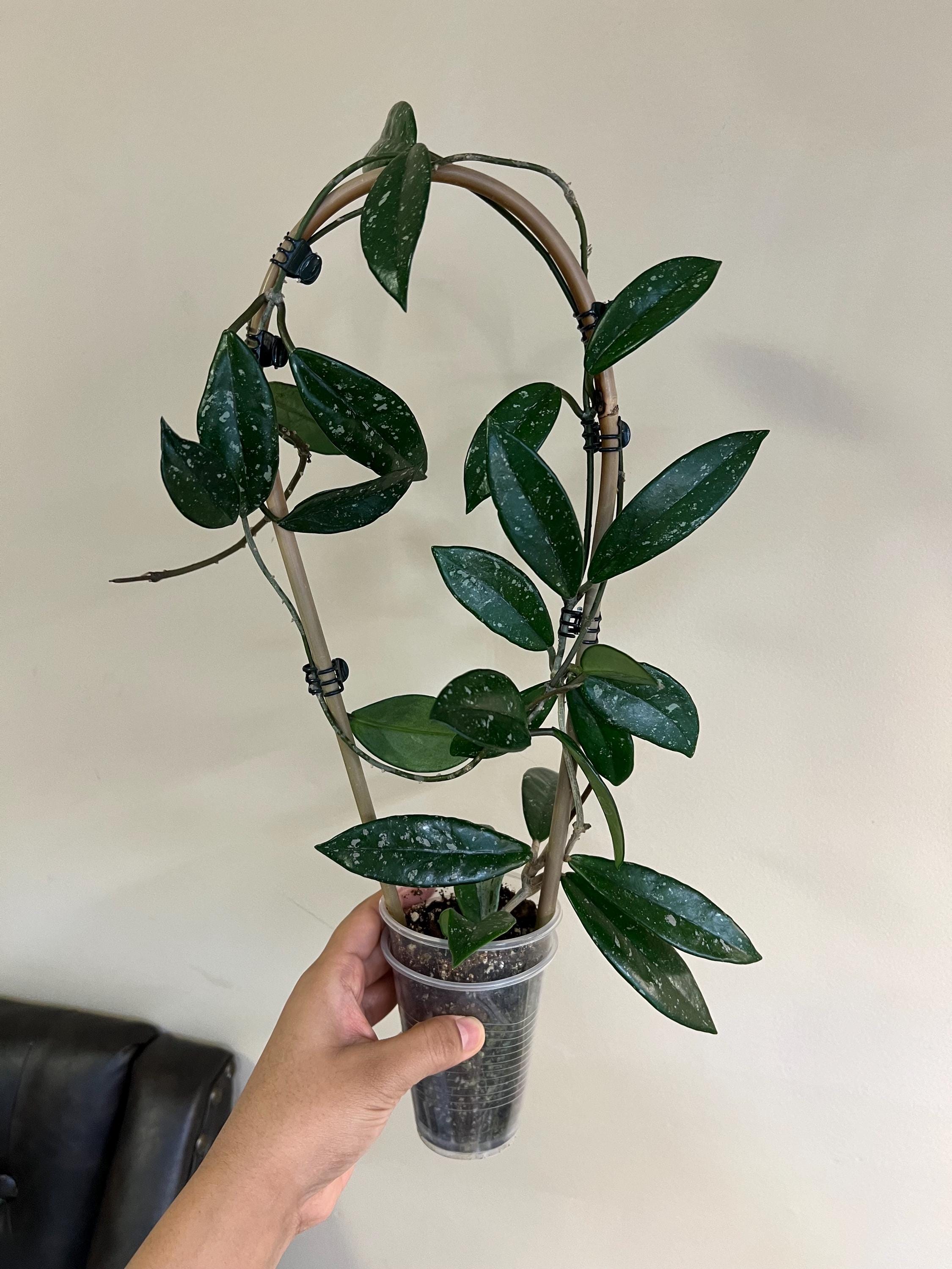 Hoya Wilbur Graves - Etsy