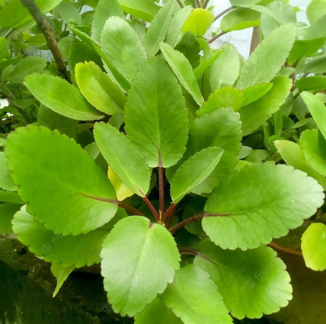 Miracle Leaf, Leaf of Life, Bryophyllum Pinnatum, Cathedral Bells, 3 ...