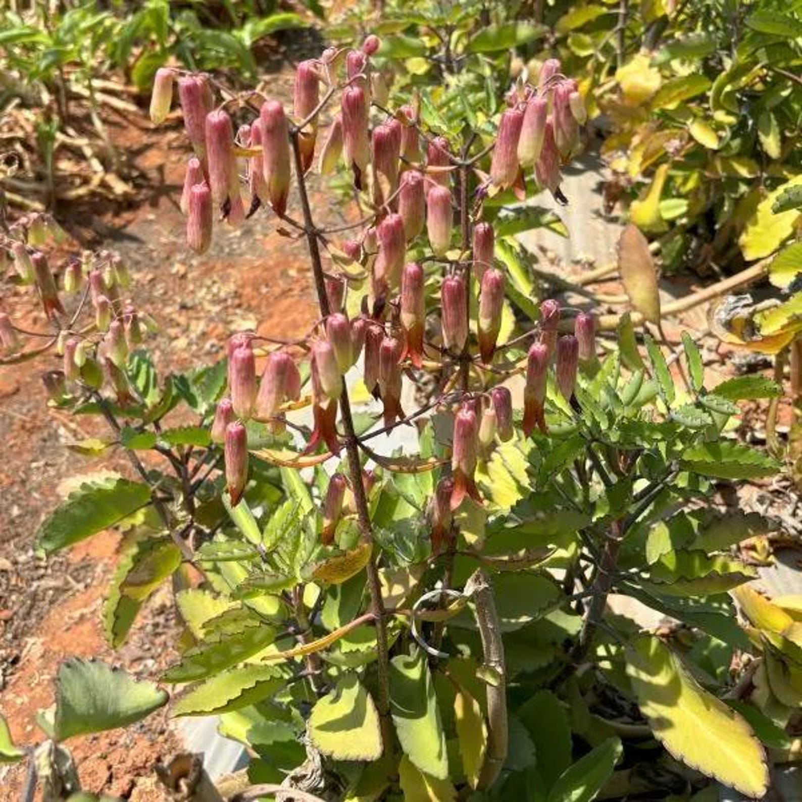 Miracle Leaf, Leaf of Life, Bryophyllum Pinnatum, Cathedral Bells, 3 ...