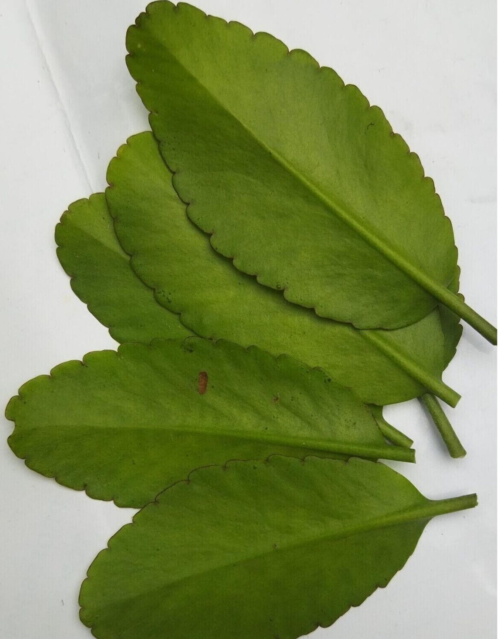 Miracle Leaf, Leaf of Life, Bryophyllum Pinnatum, Cathedral Bells, 3 ...