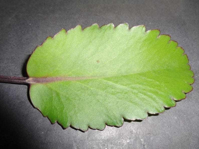Miracle Leaf, Leaf of Life, Bryophyllum Pinnatum, Cathedral Bells, 3 ...