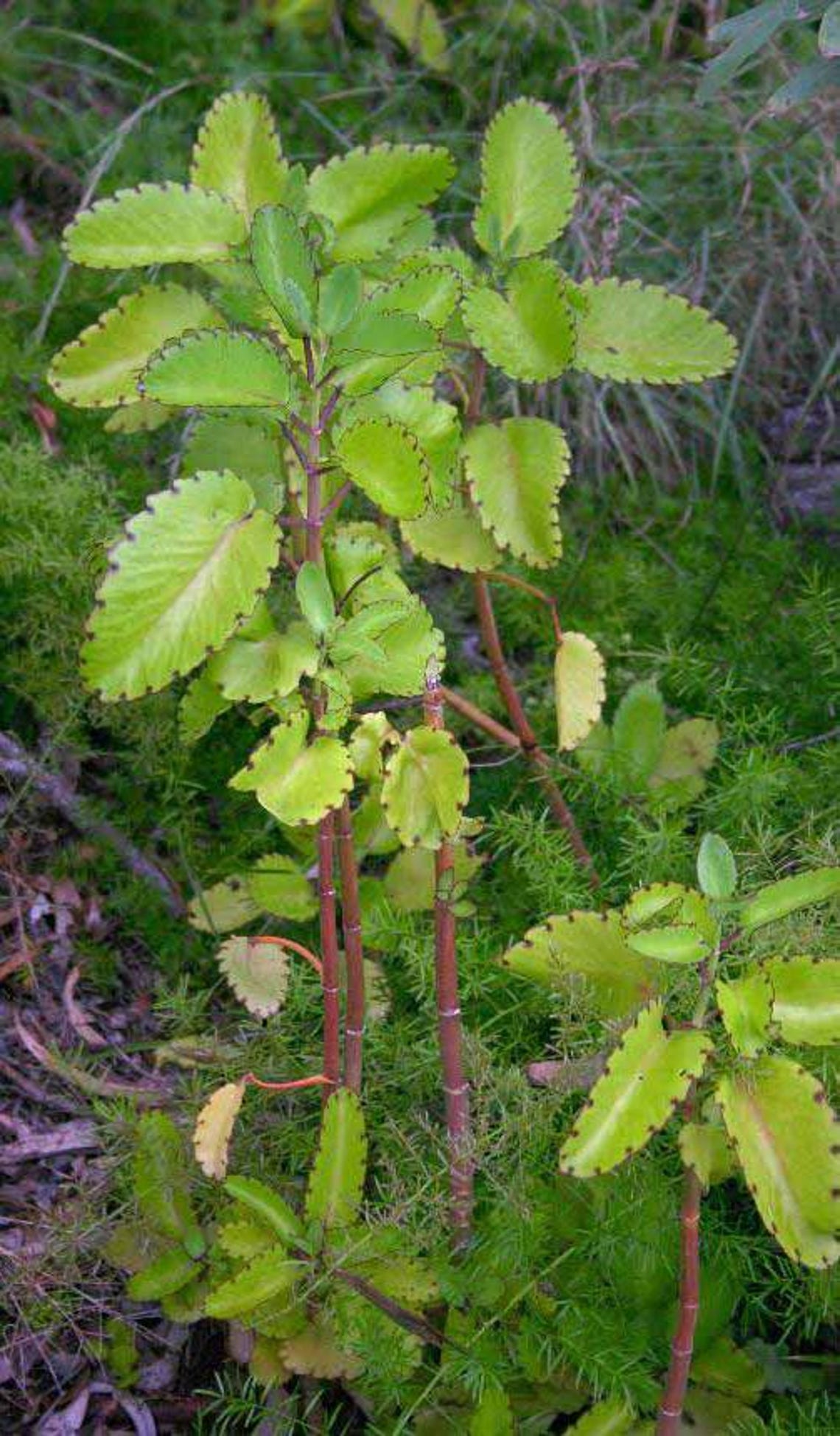 Miracle Leaf, Leaf of Life, Bryophyllum Pinnatum, Cathedral Bells, 3 ...