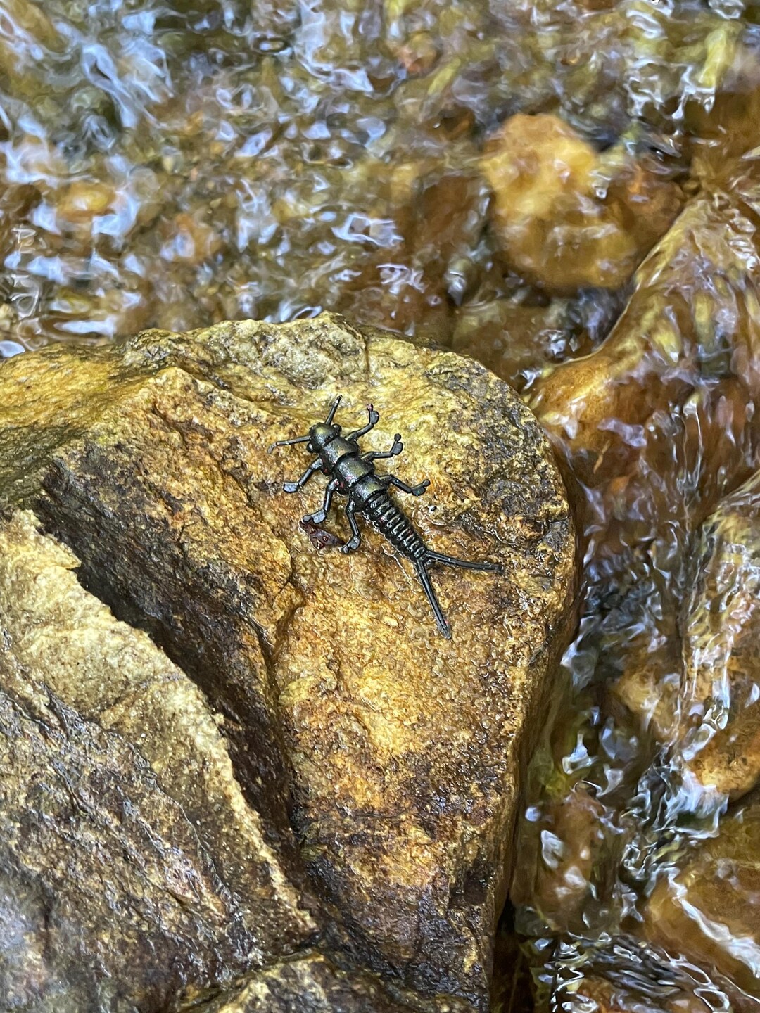 Realistic Stone Fly Nymph Fishing Lure FREE SHIPPING - Etsy