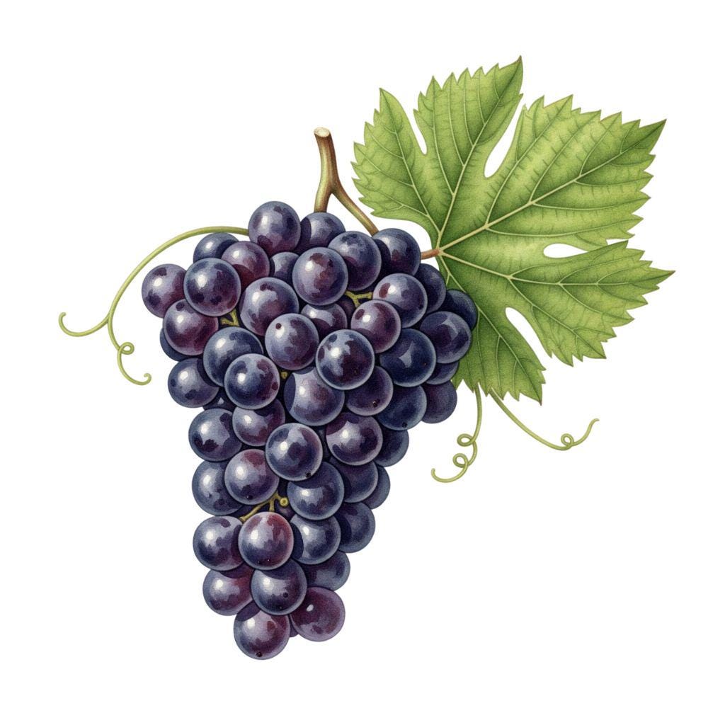Grapes Watercolor Clipart –25 Juicy Fruit Pngs, Purple Green Vineyard ...