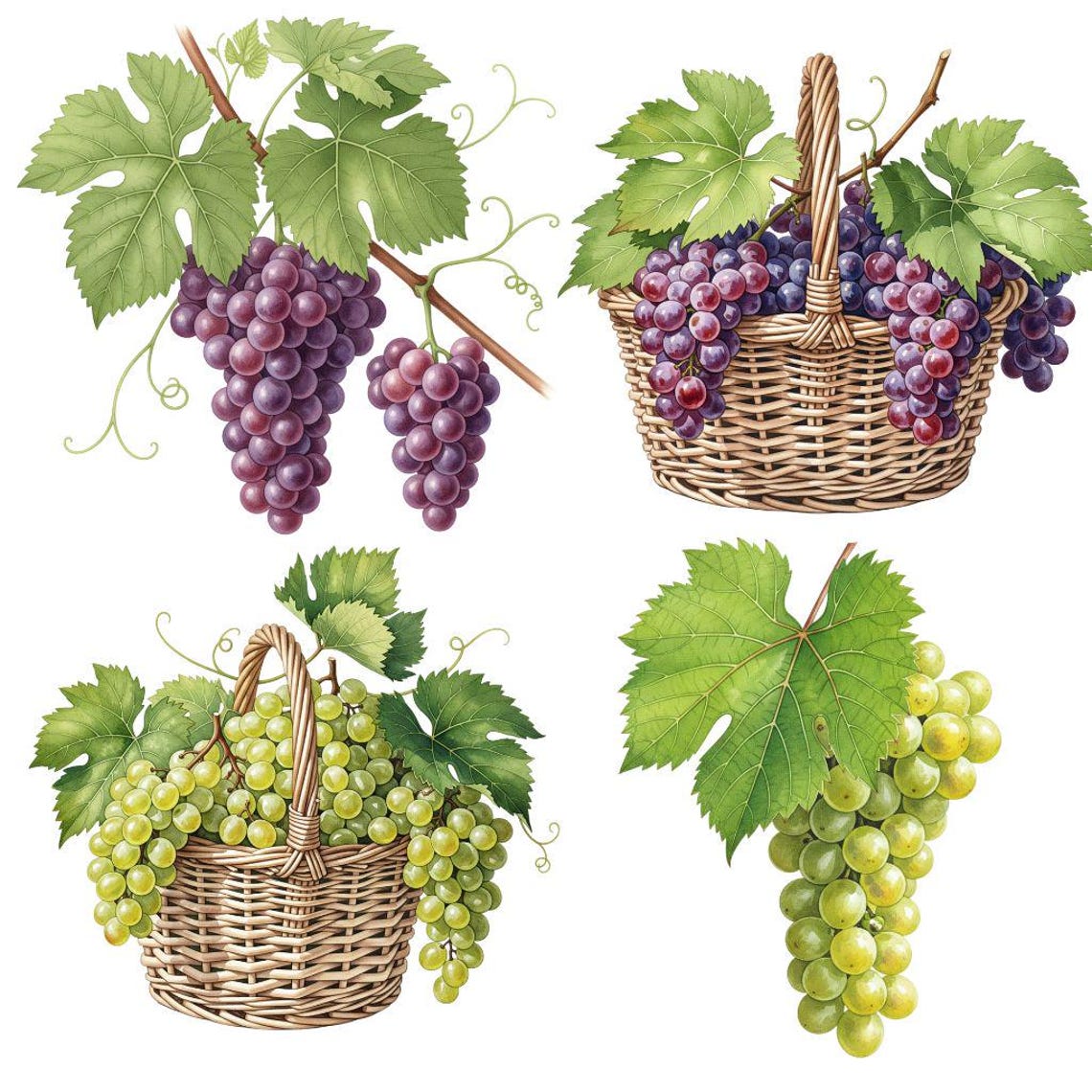 Grapes Watercolor Clipart –25 Juicy Fruit Pngs, Purple Green Vineyard ...
