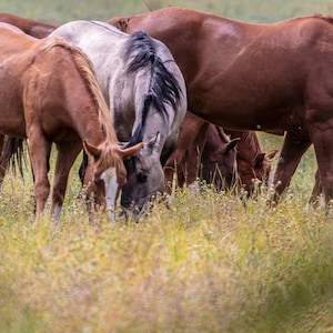 Horse Photo, Northern AZ Horses, Horses in Pasture, Herd of Horses ...