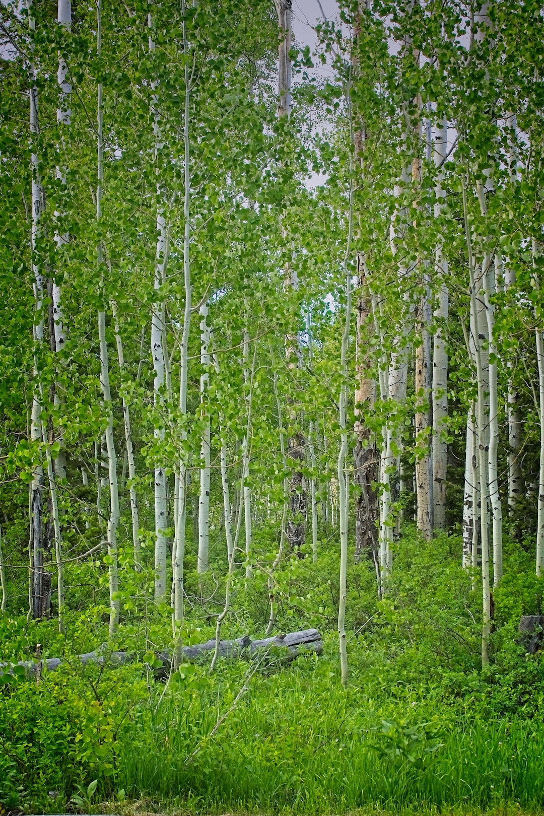 Colorado Landscape, Colorado Aspen Forest, Aspen Trees, Colorado ...