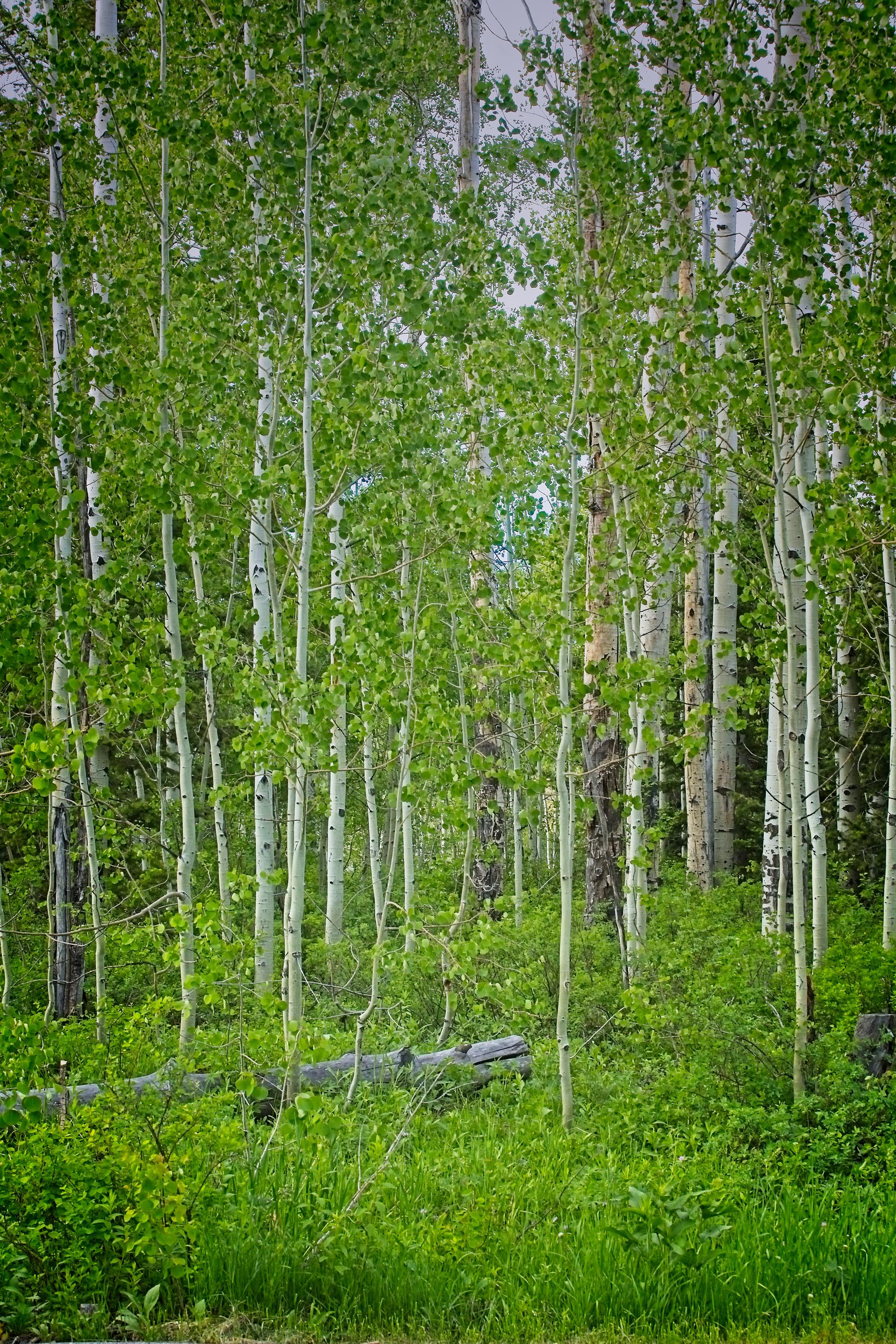 Colorado Landscape, Colorado Aspen Forest, Aspen Trees, Colorado ...