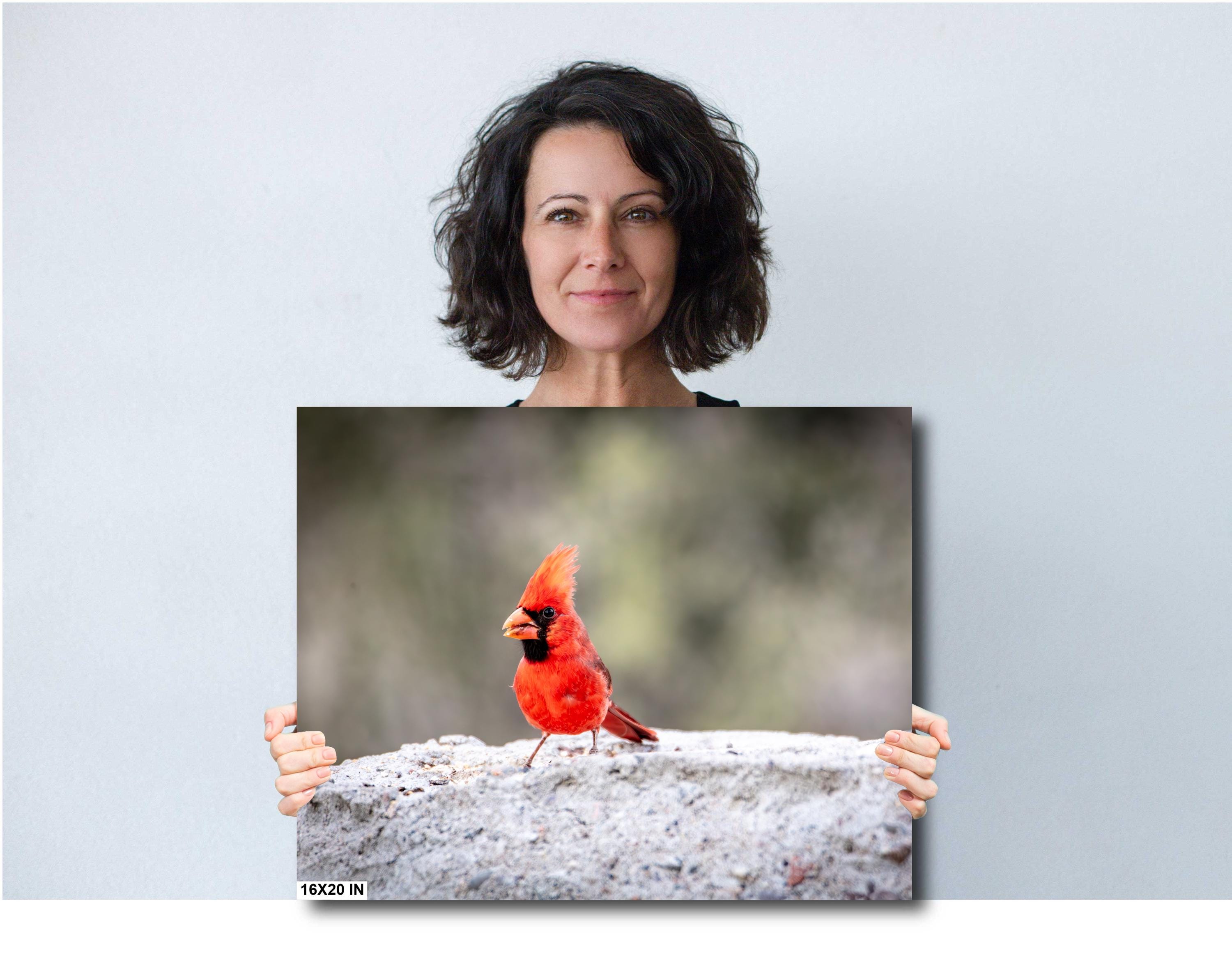 Cardinal Bird Photo, Cardinal in Nature, Red Cardinal, Red Bird, Close ...