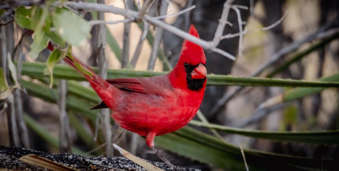 Cardinal Bird Photo, Cardinal in Nature, Red Cardinal, Red Bird, Close ...
