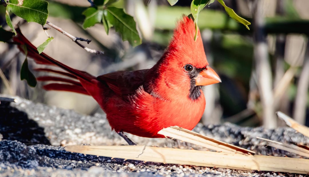 Cardinal Bird Photo, Cardinal in Nature, Red Cardinal, Red Bird, Close ...