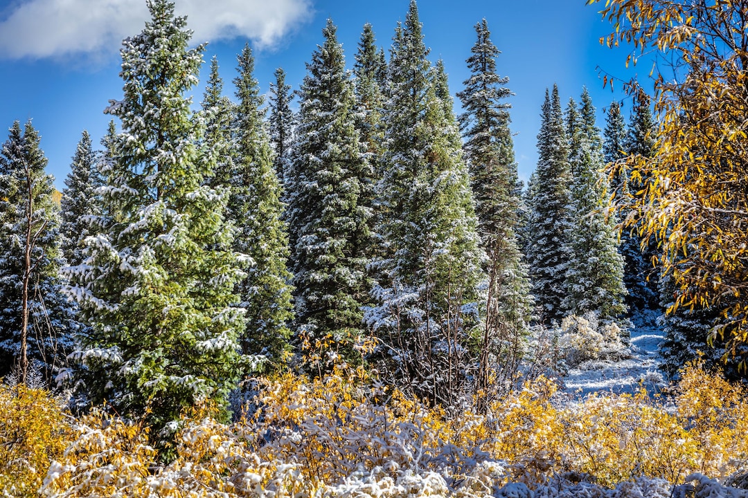 Colorado Forest Photo, Gunnison National Forest, Colorado Rocky ...
