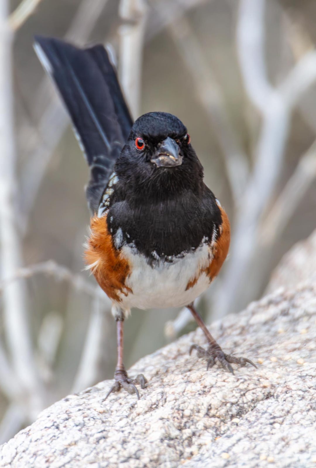 Spotted Towhee, Towhees, Sonoran Desert Birds, Wild Bird Image, Spotted ...
