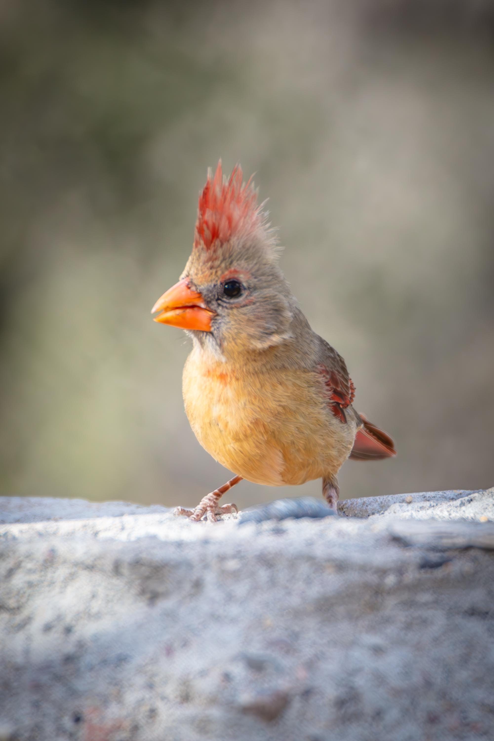 Female Cardinal Bird Photo, Cardinal in Nature, Female Cardinal, Close ...
