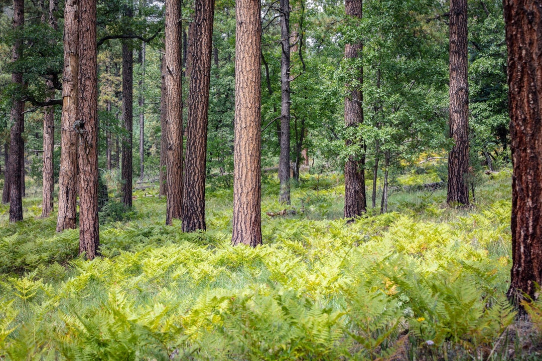 Alpine Arizona Forest, White Mountains AZ, Forest Photography, Alpine ...
