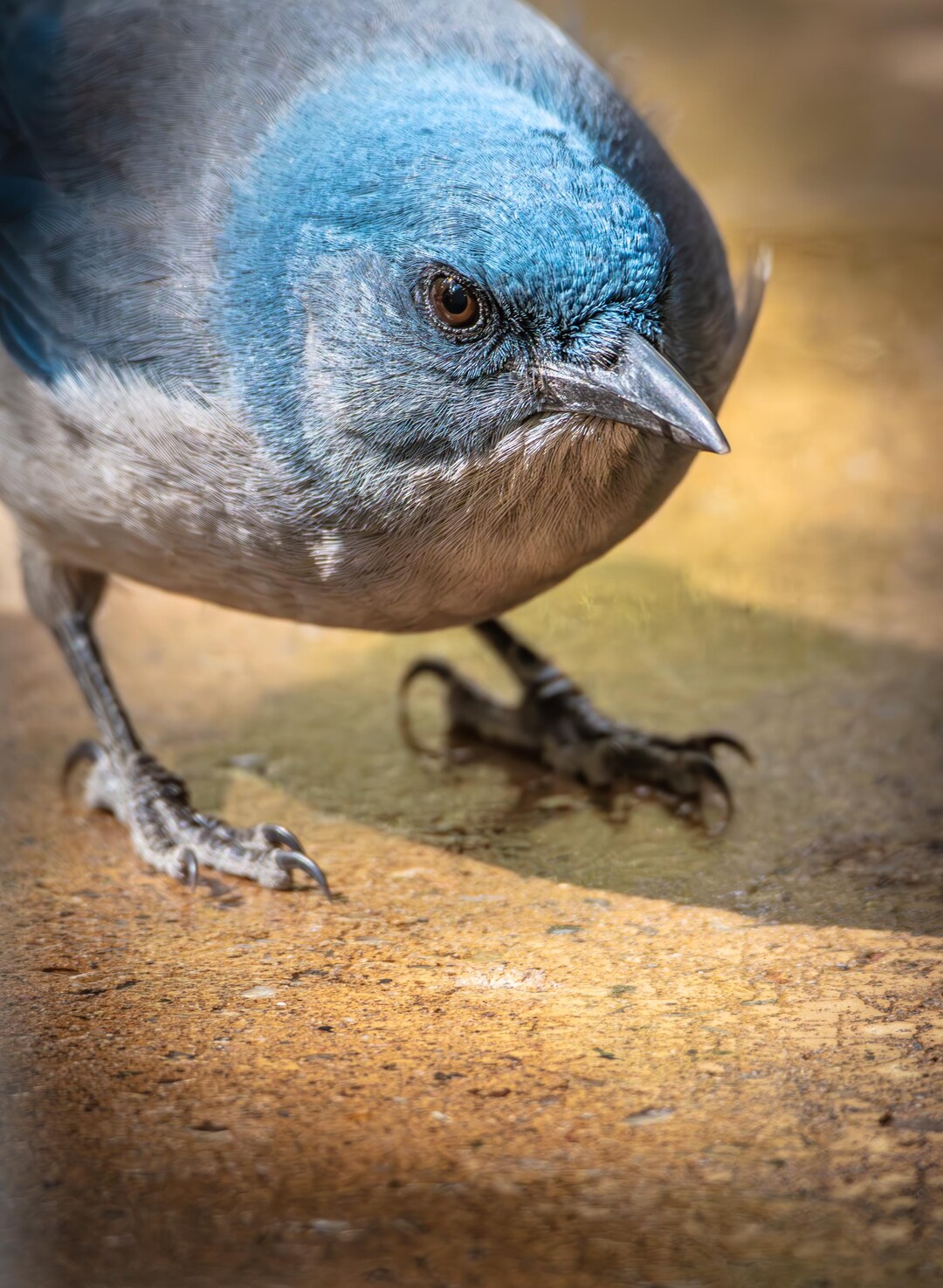 Mexican Jays, Mexican Blue Jay, Blue Jays, Sonoran Desert Birds, Blue ...