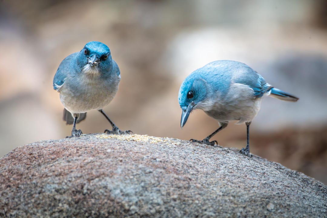 Mexican Jays, Mexican Blue Jay, Blue Jays, Sonoran Desert Birds, Blue ...