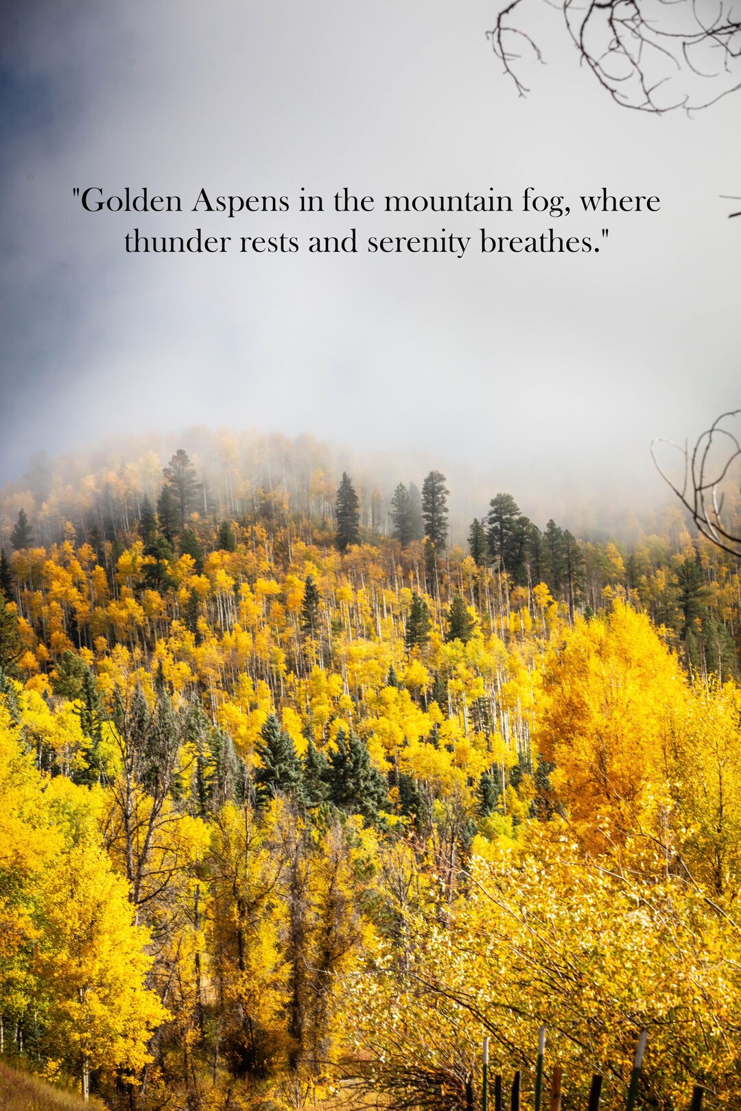 Aspens in Fog Photo Print, Rocky Mountain Aspen Forest, Inspirational ...