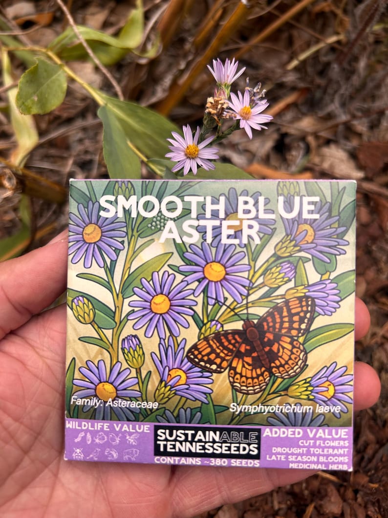 Smooth Blue Aster Symphyotrichum Laeve - Etsy