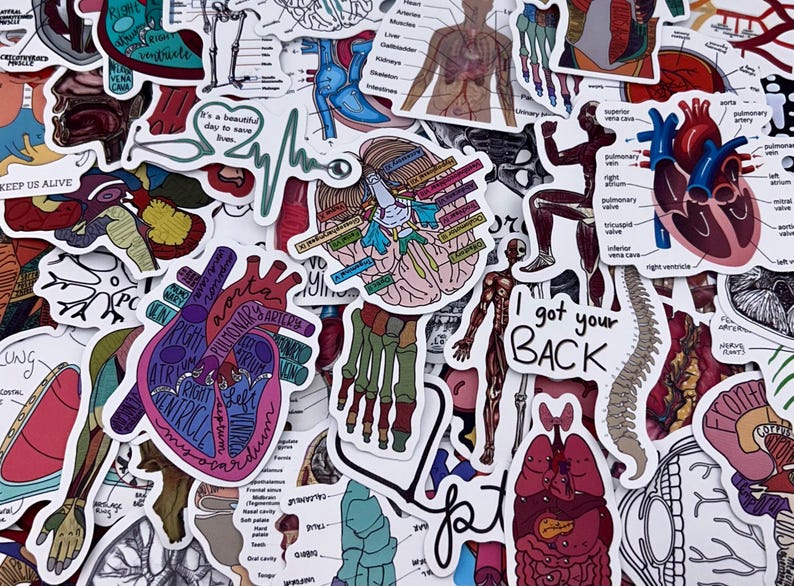 Anatomy Sticker Pack - Educational Human Body Decals for Science Lovers ...