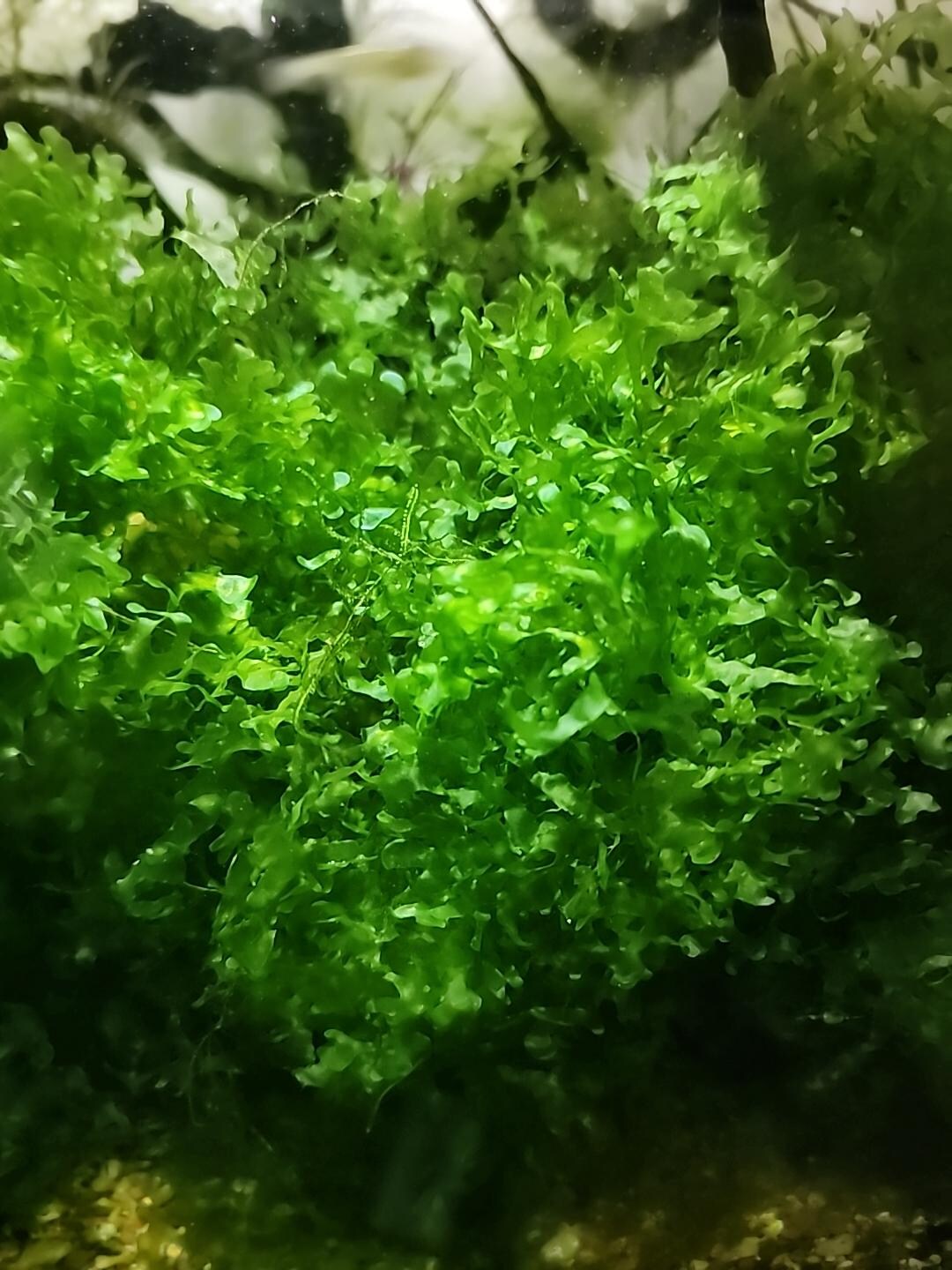 Aquarium Plant Subwassertang buy Two Get One Free While Supplies Last ...