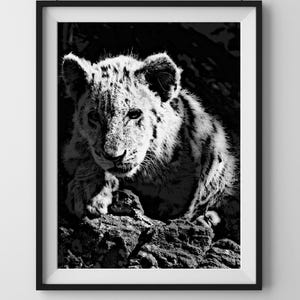 Charming Baby Lion in Black and White - Etsy