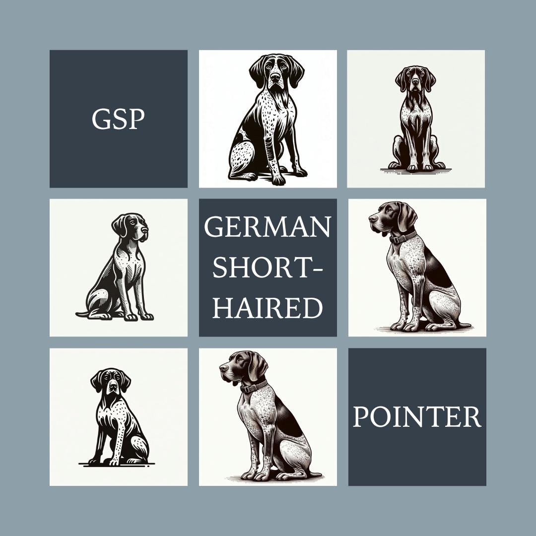 German Short-haired Pointer Line Drawing Clipart, GSP Line Drawing ...