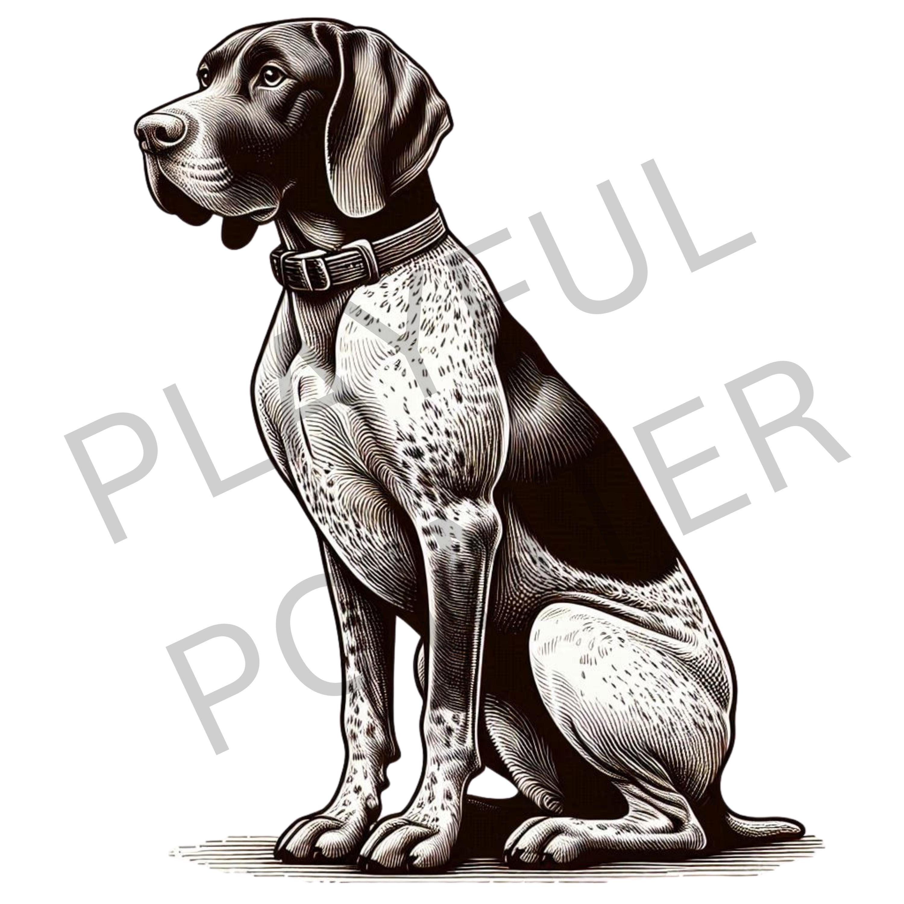 German Short-haired Pointer Line Drawing Clipart, GSP Line Drawing ...