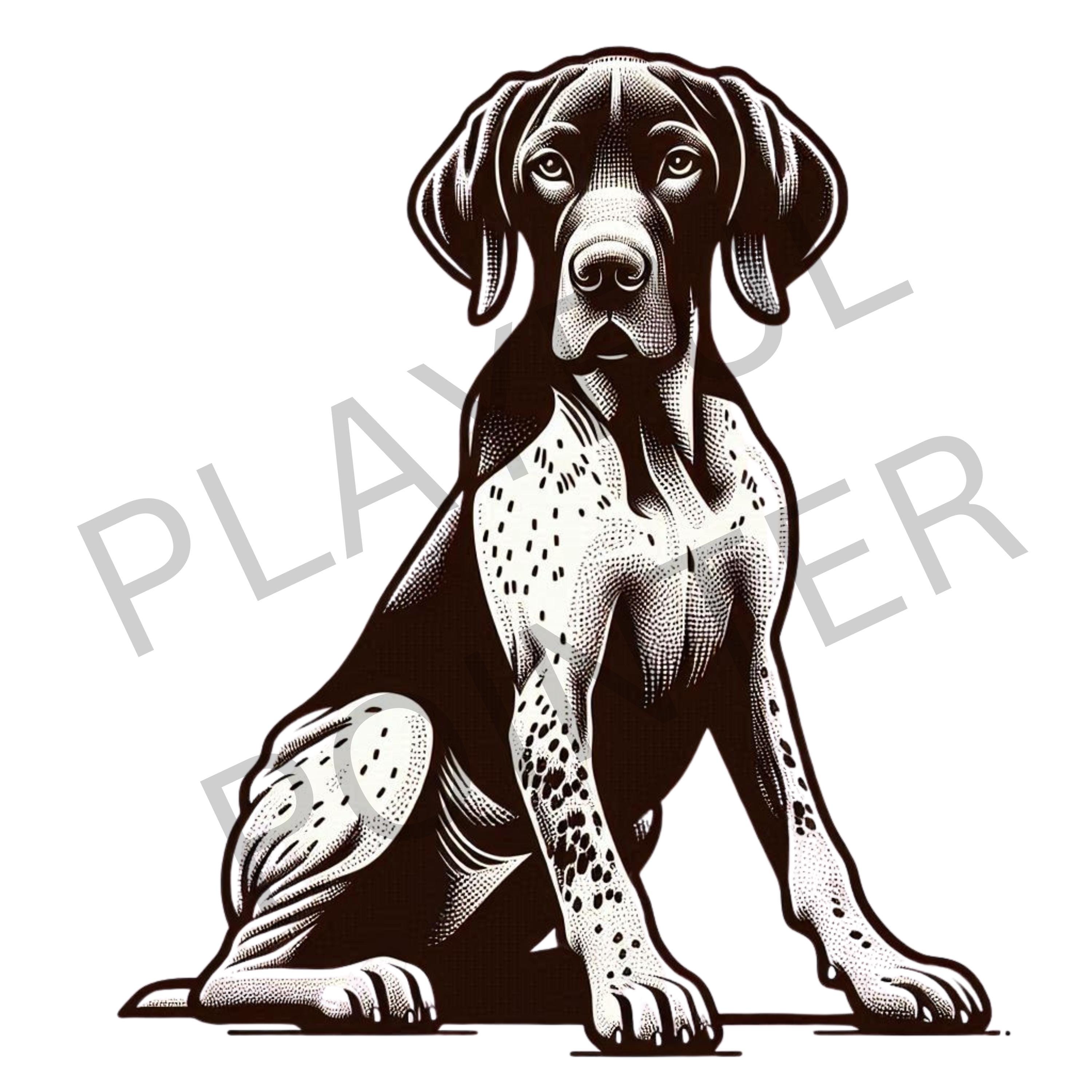 German Short-haired Pointer Line Drawing Clipart, GSP Line Drawing ...