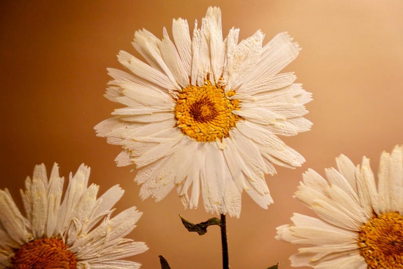 Pressed Flowers | Pressed White Daisies | Framed Art Forever in Bloom ...