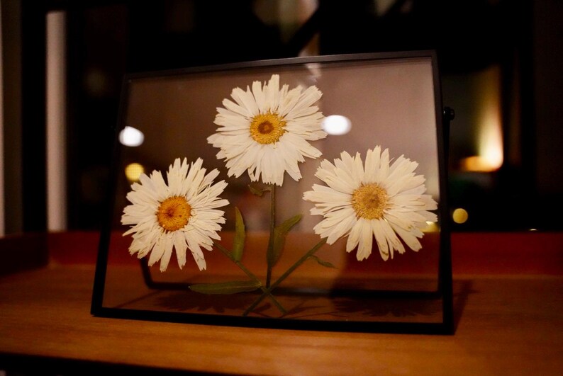 Pressed Flowers | Pressed White Daisies | Framed Art Forever in Bloom ...