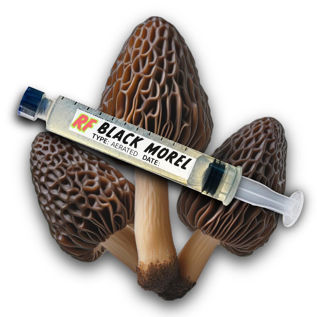 Organic Black Morel Aerated Liquid Culture Syringe Kit (morchella ...