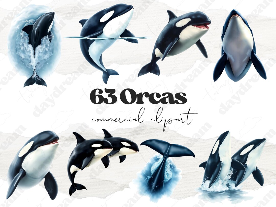 Orcas Watercolour Clipart, High Quality 300DPI Commercial Use, PNG ...