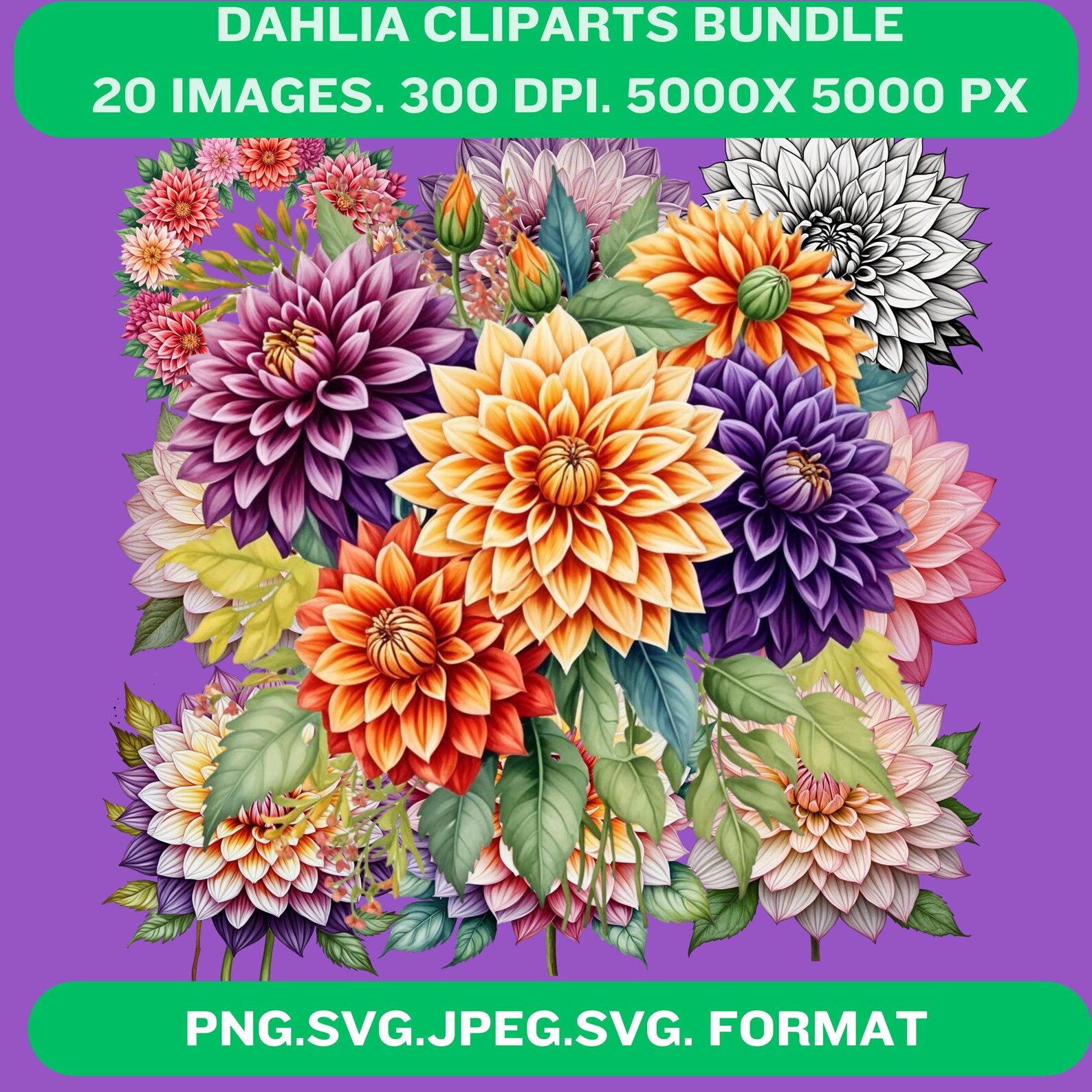Dahlia Clipart Dahlia Flowers Dahlia PNG Dahlia SVG Dahlia JPEG Flower ...